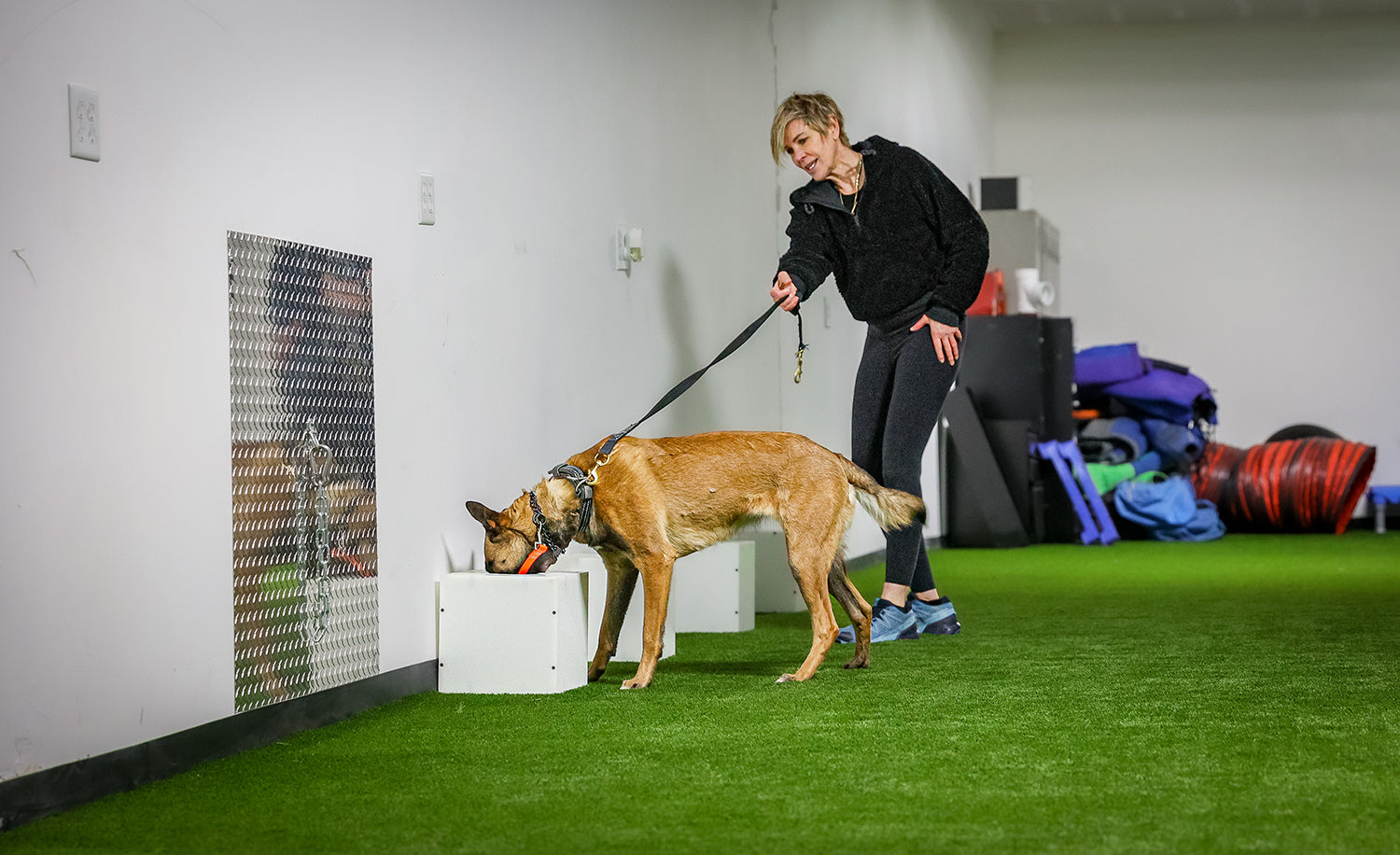 Private Dog Training Utah, Private Dog Training Millcreek Utah – B-Hyve K9