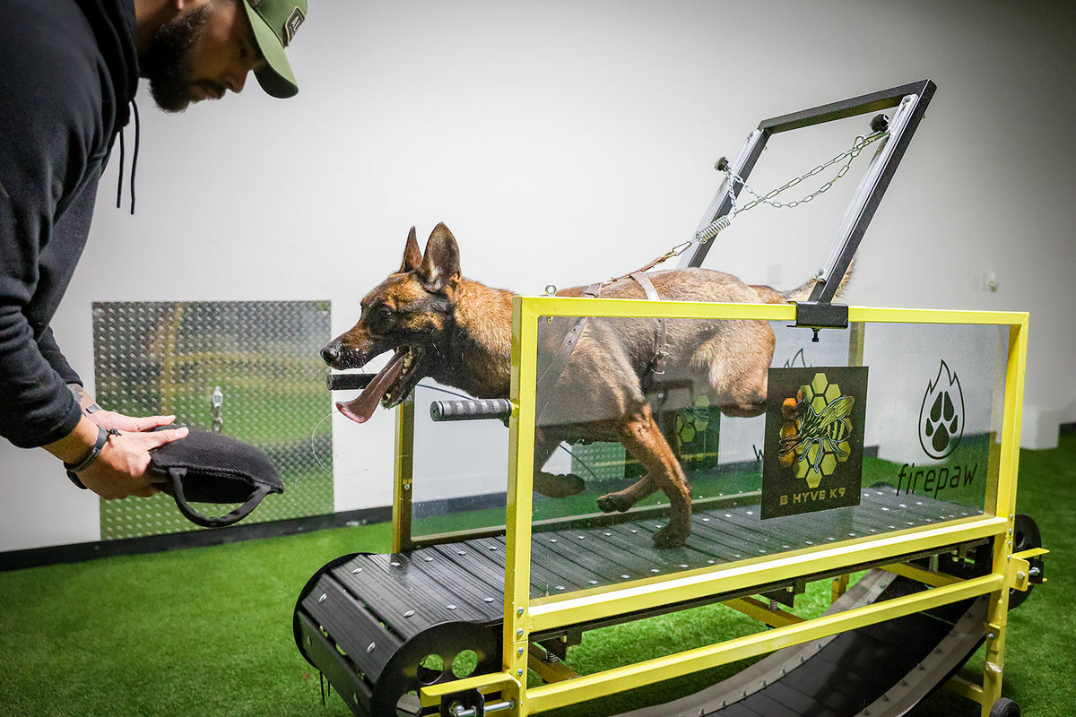 Private Dog Training Utah, Private Dog Training Millcreek Utah – B-Hyve K9